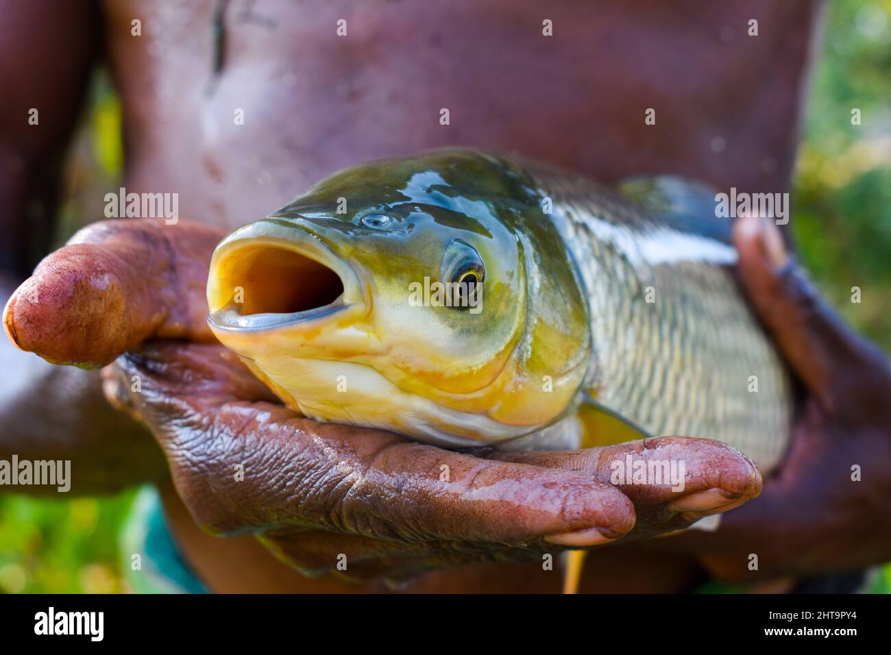 Man hands holding freshly caught fish Stock Photo - Alamy