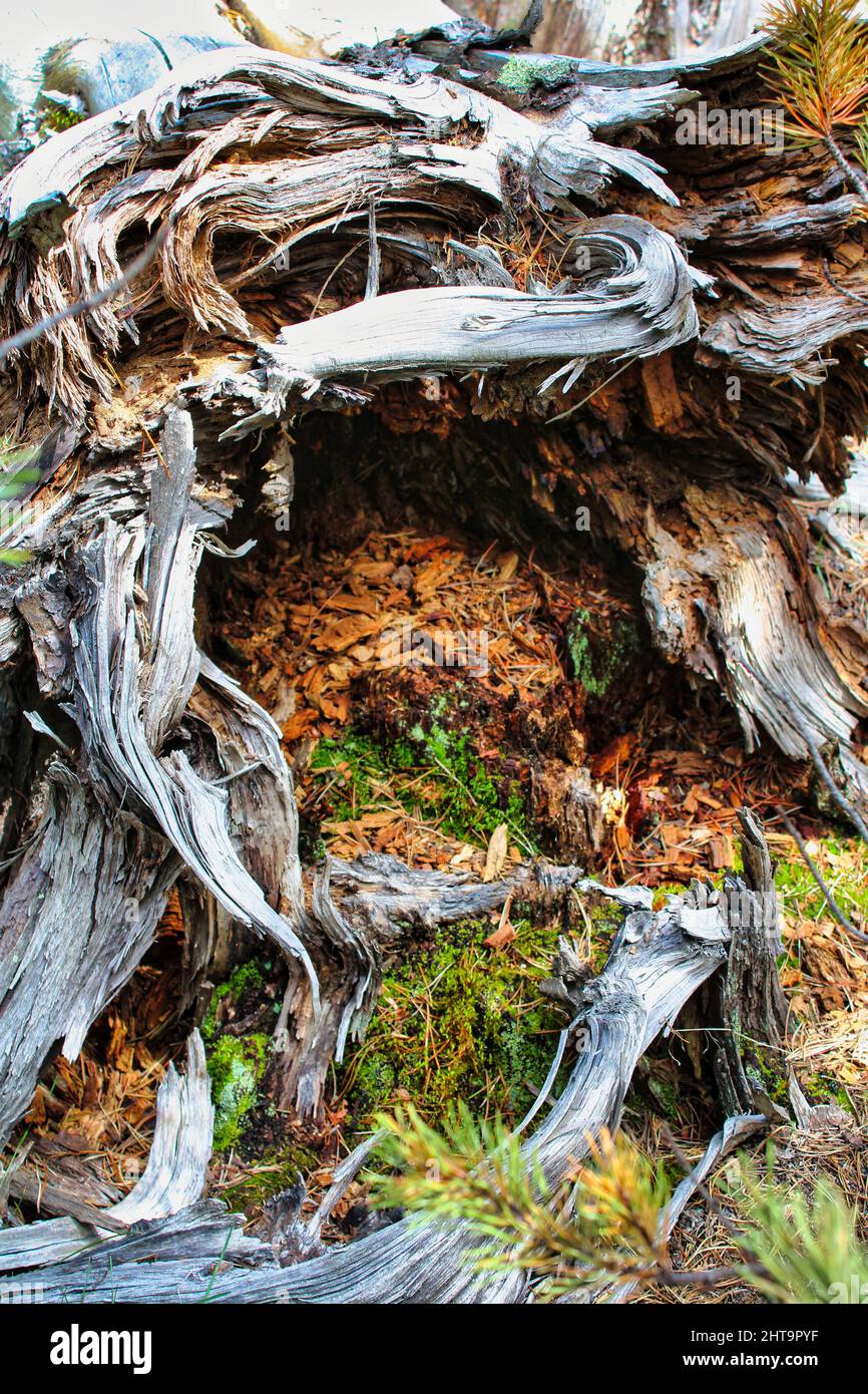 Old dried tree stump covered in moss in Yellowstone Park Stock Photo ...