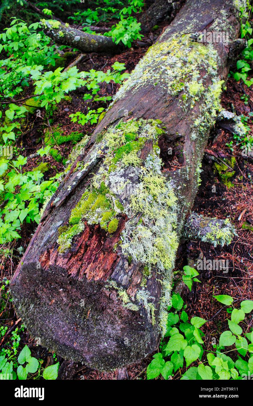 Old dried tree log covered in moss in Yellowstone Park Stock Photo - Alamy