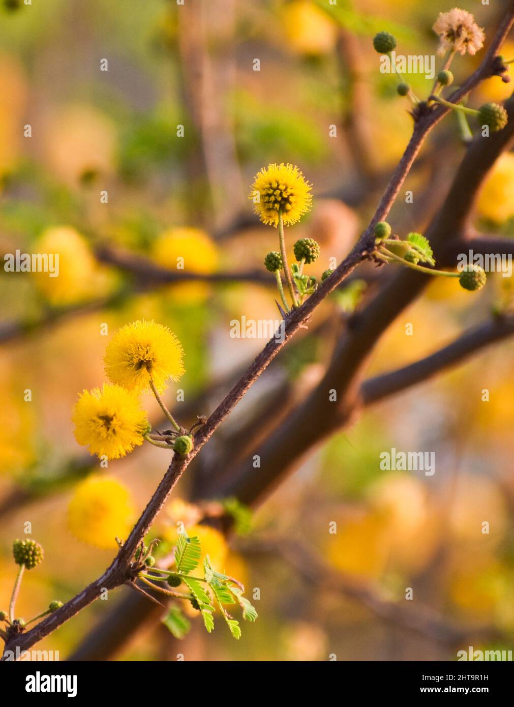 Babul (Acacia nilotica Stock Photo - Alamy