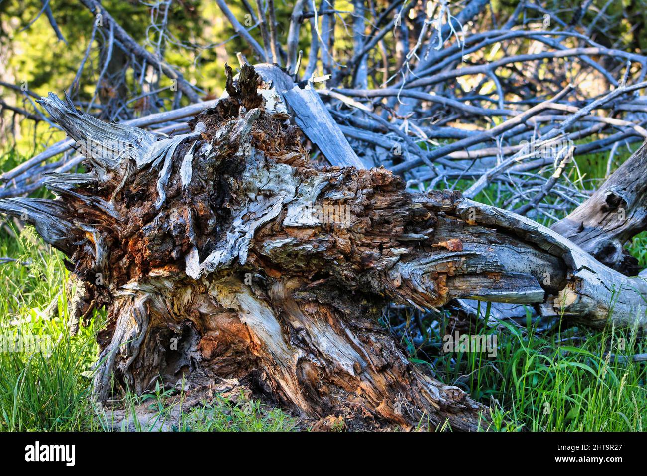 An old dried tree stump covered in moss in Yellowstone Park Stock Photo ...