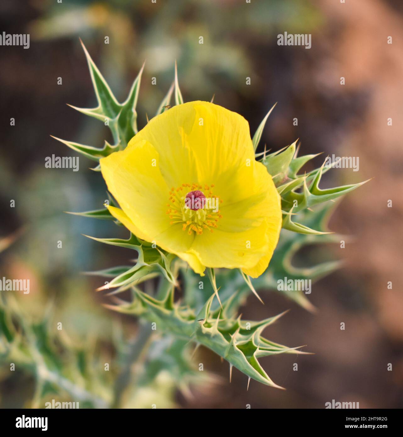 Argemone mexicana flower plant hi-res stock photography and images - Alamy