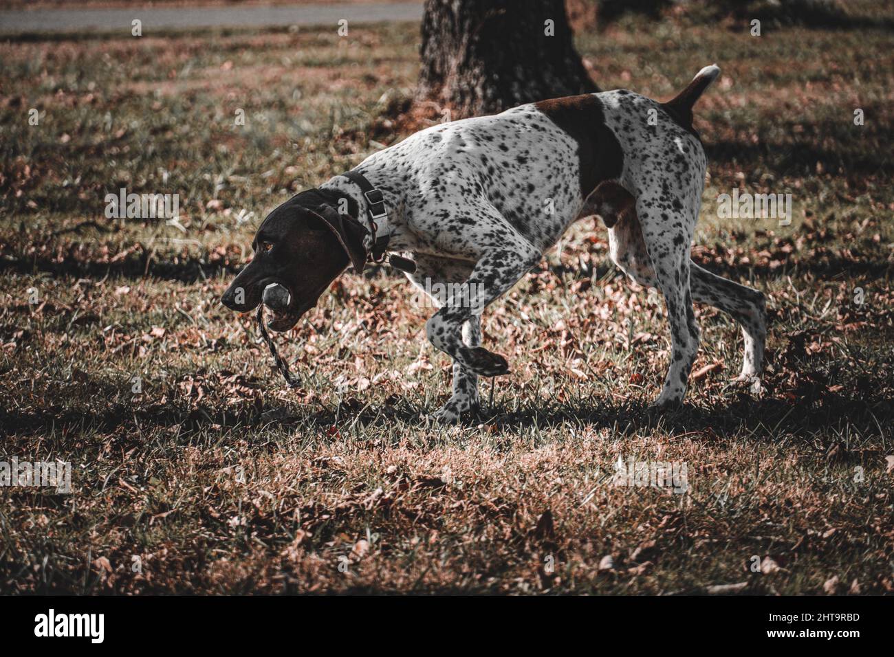 Adorable German Shorthaired Pointer playing with a branch in a forest ...