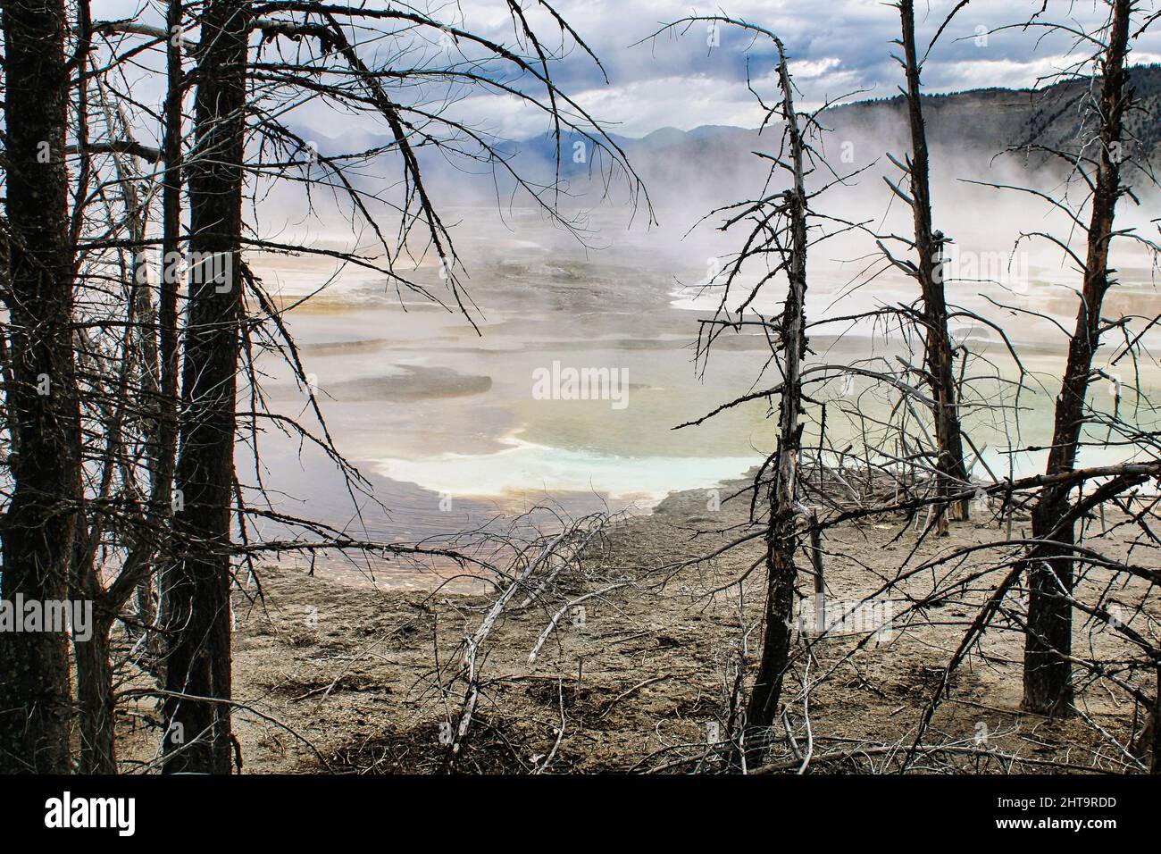 Sulfur spring with dead trees in Yellowstone park Stock Photo - Alamy