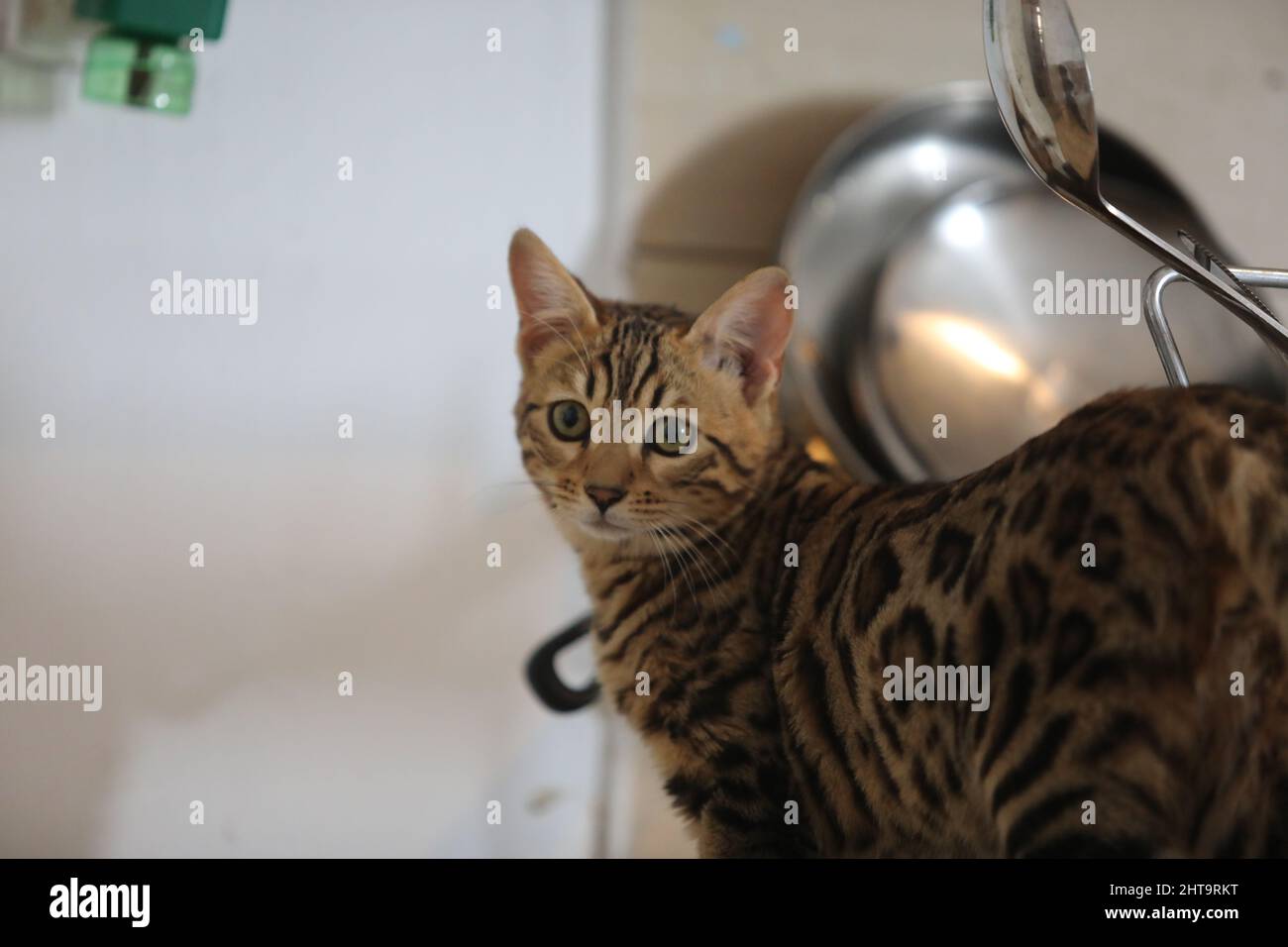 Beautiful bengal cat looking at camera High quality Stock Photo - Alamy