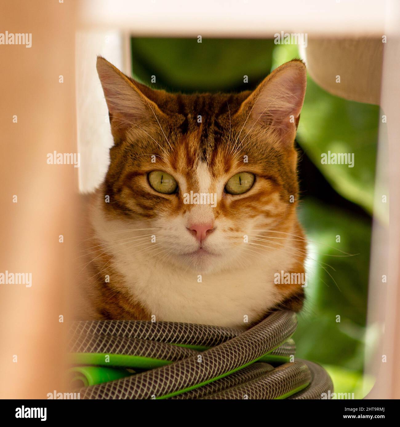 Domestic cat in hose pipe Stock Photo - Alamy