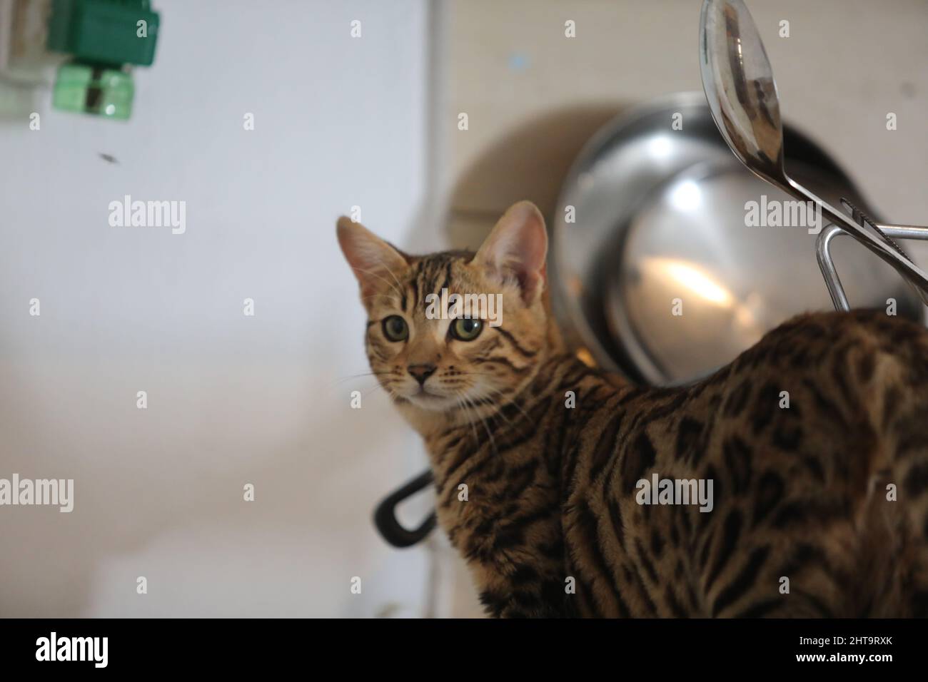 Beautiful bengal cat looking at camera High quality Stock Photo - Alamy