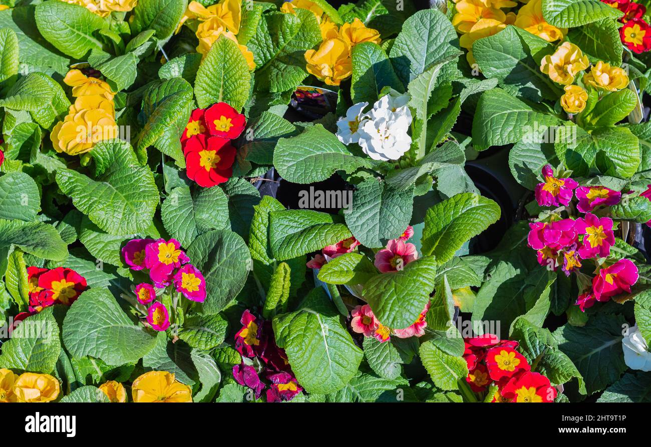 Multi colored primrose hi-res stock photography and images - Alamy