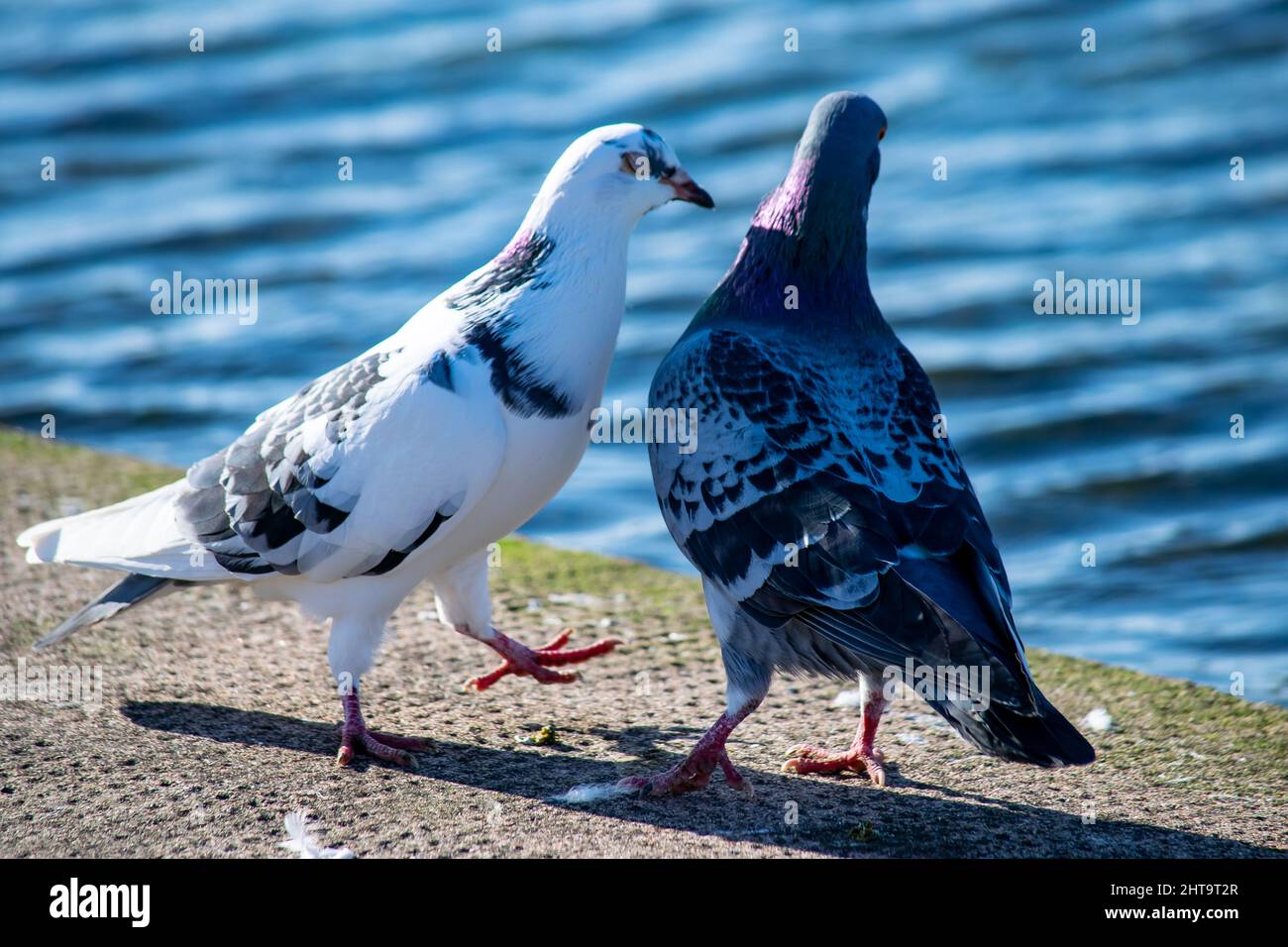 Hen pecked hi-res stock photography and images - Alamy