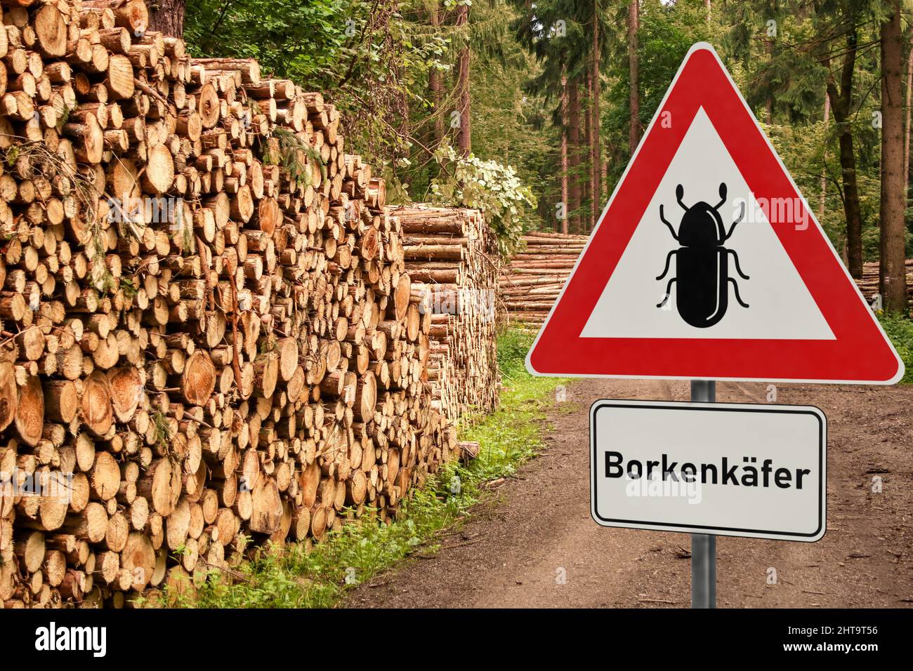 Warning sign for bark beetles destroying the forest with cut down fir ...