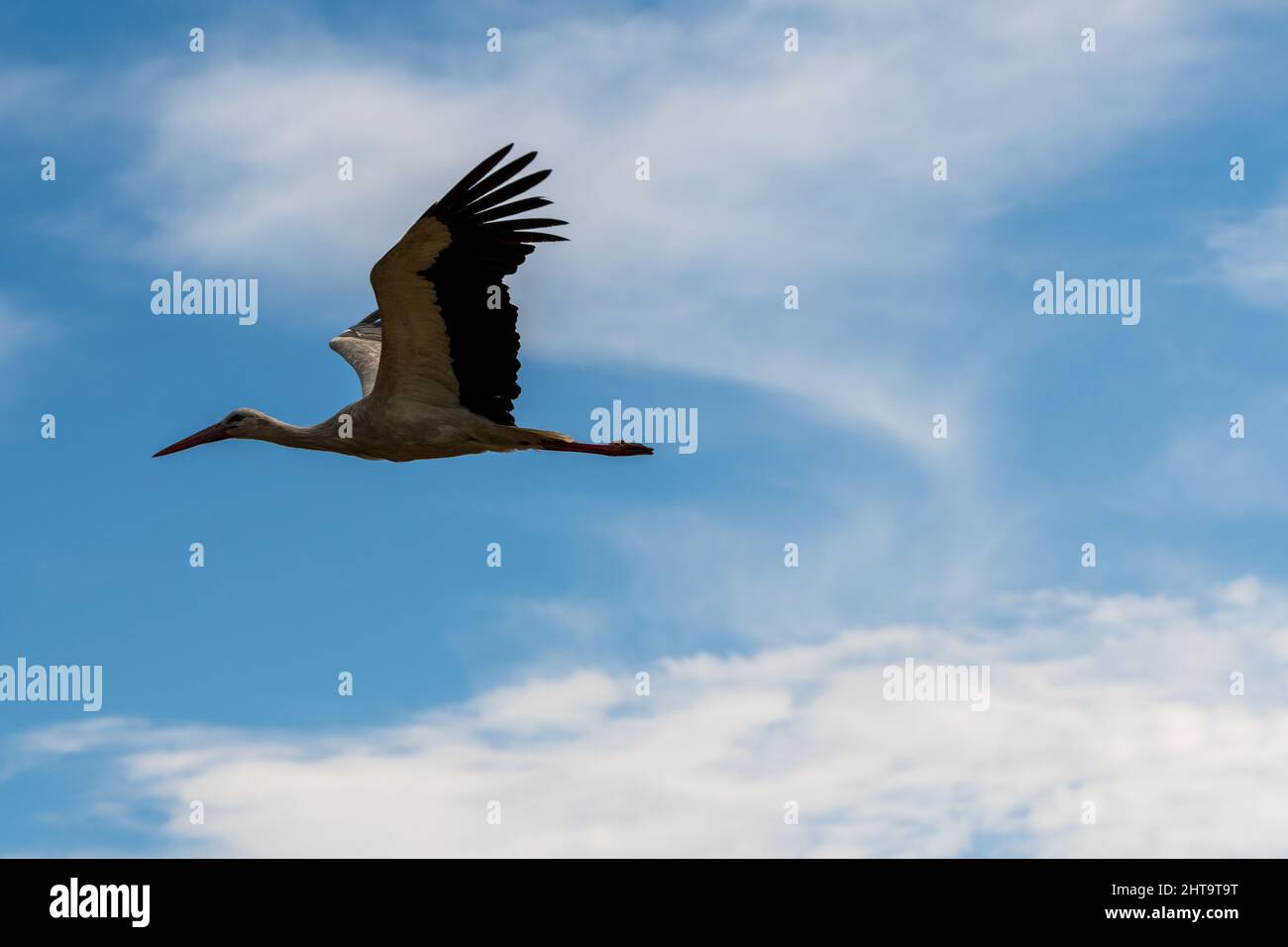 Grey stork hi-res stock photography and images - Alamy