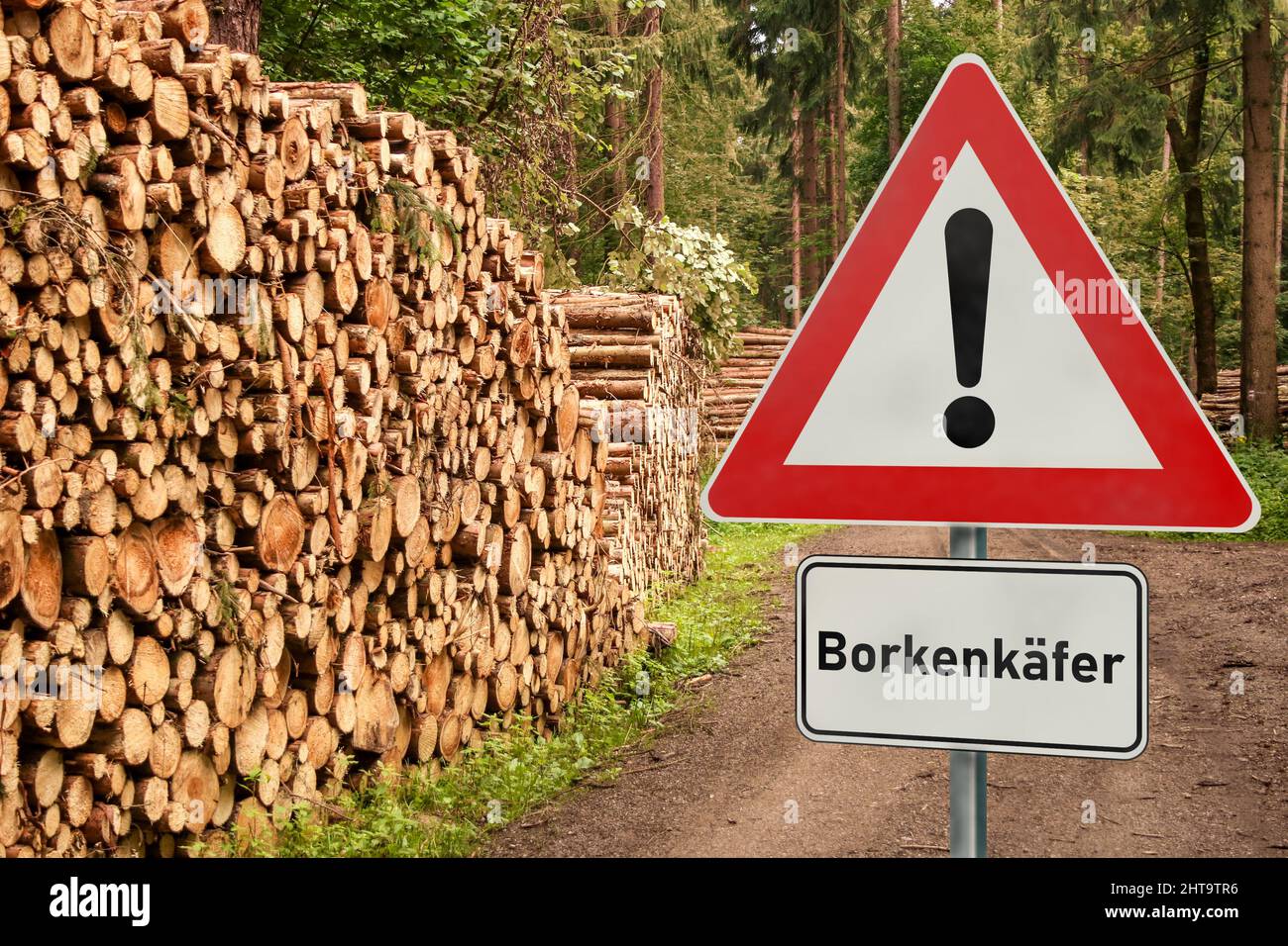 Warning sign for bark beetles destroying the forest with cut down fir ...
