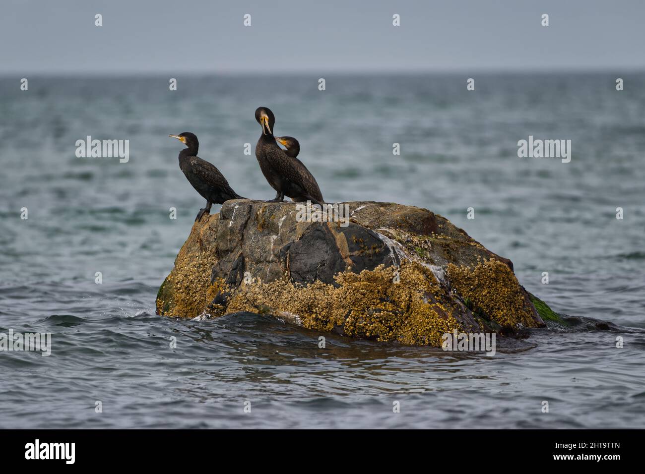 Japanese water birds hi-res stock photography and images - Alamy