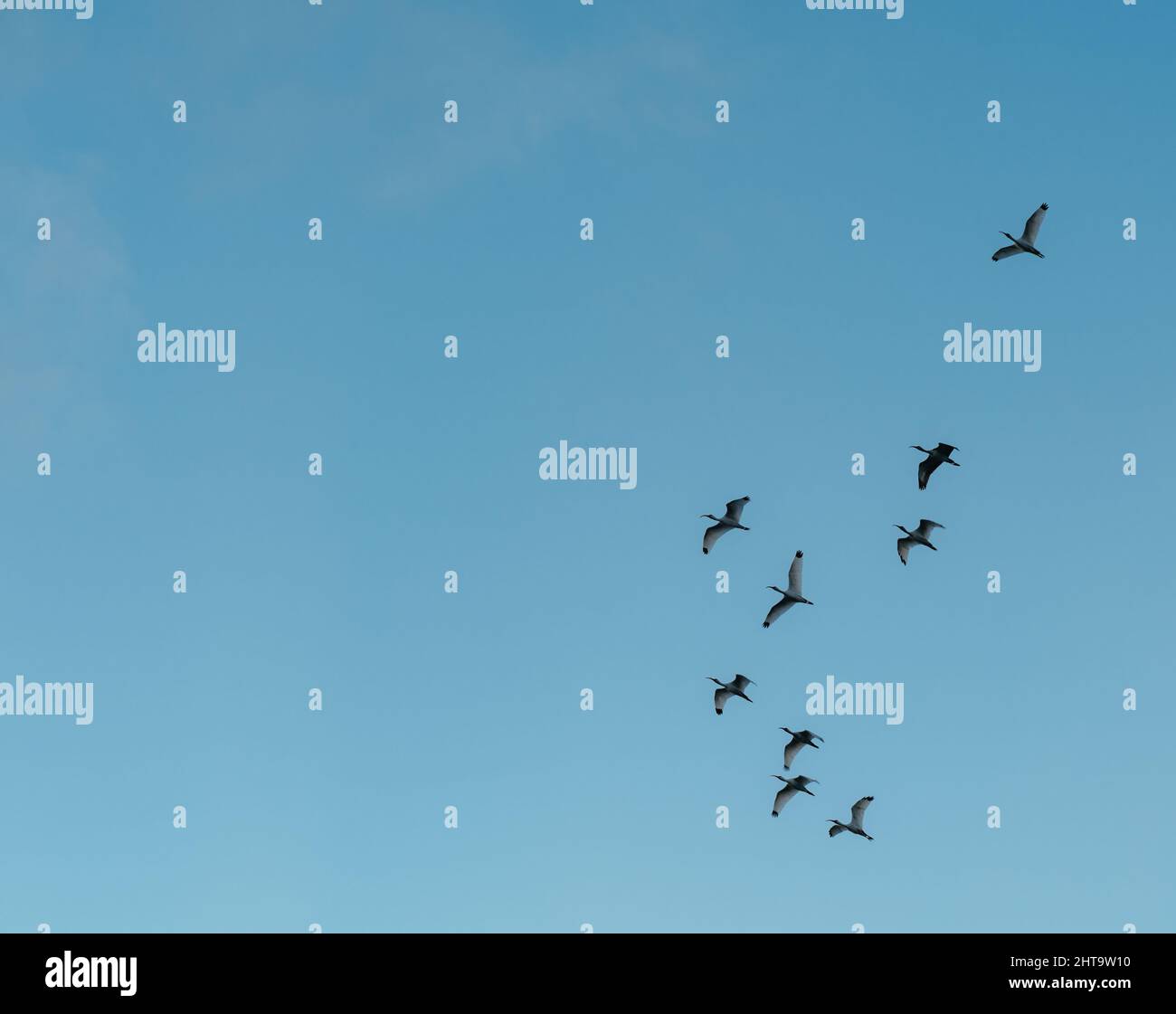 Low angle shot of birds on sky Stock Photo - Alamy