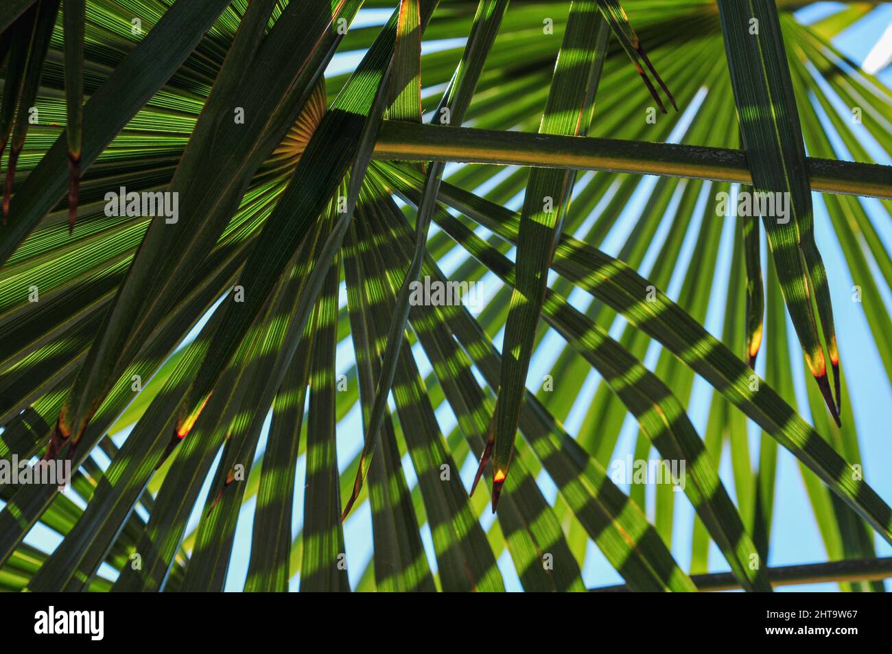 Closeup texture of vibrant green leaves of Trachycarpus martianus under ...