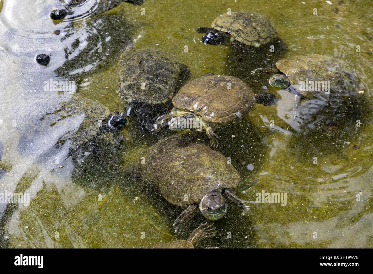 Group of turtles swimming on a pond in a zoo in Matanzas, Cuba Stock ...