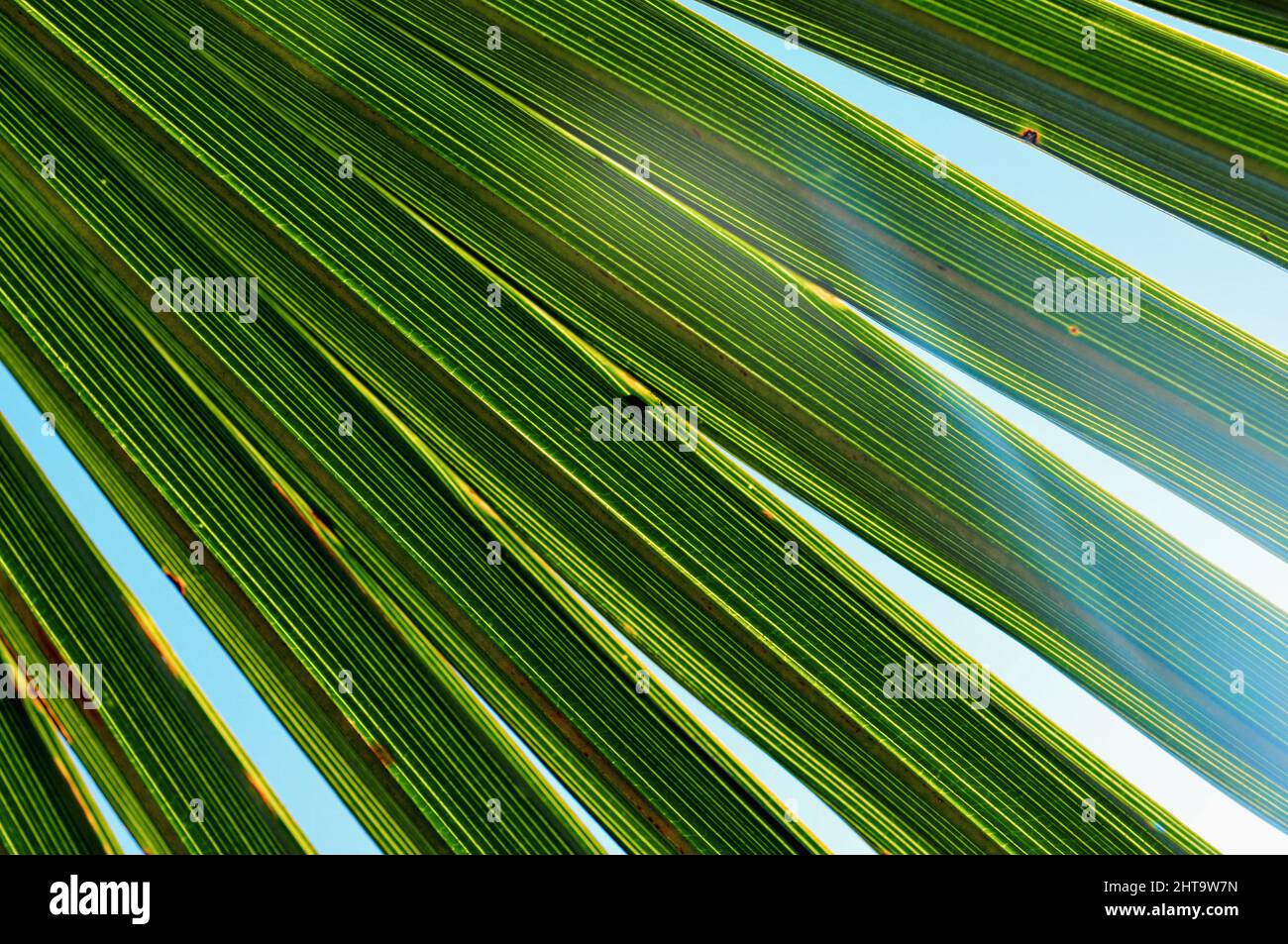 Closeup texture of vibrant green leaves of Trachycarpus martianus under ...
