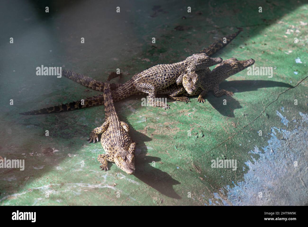 Group of crocodile in a farm in Guama, Matanzas, Cuba Stock Photo - Alamy