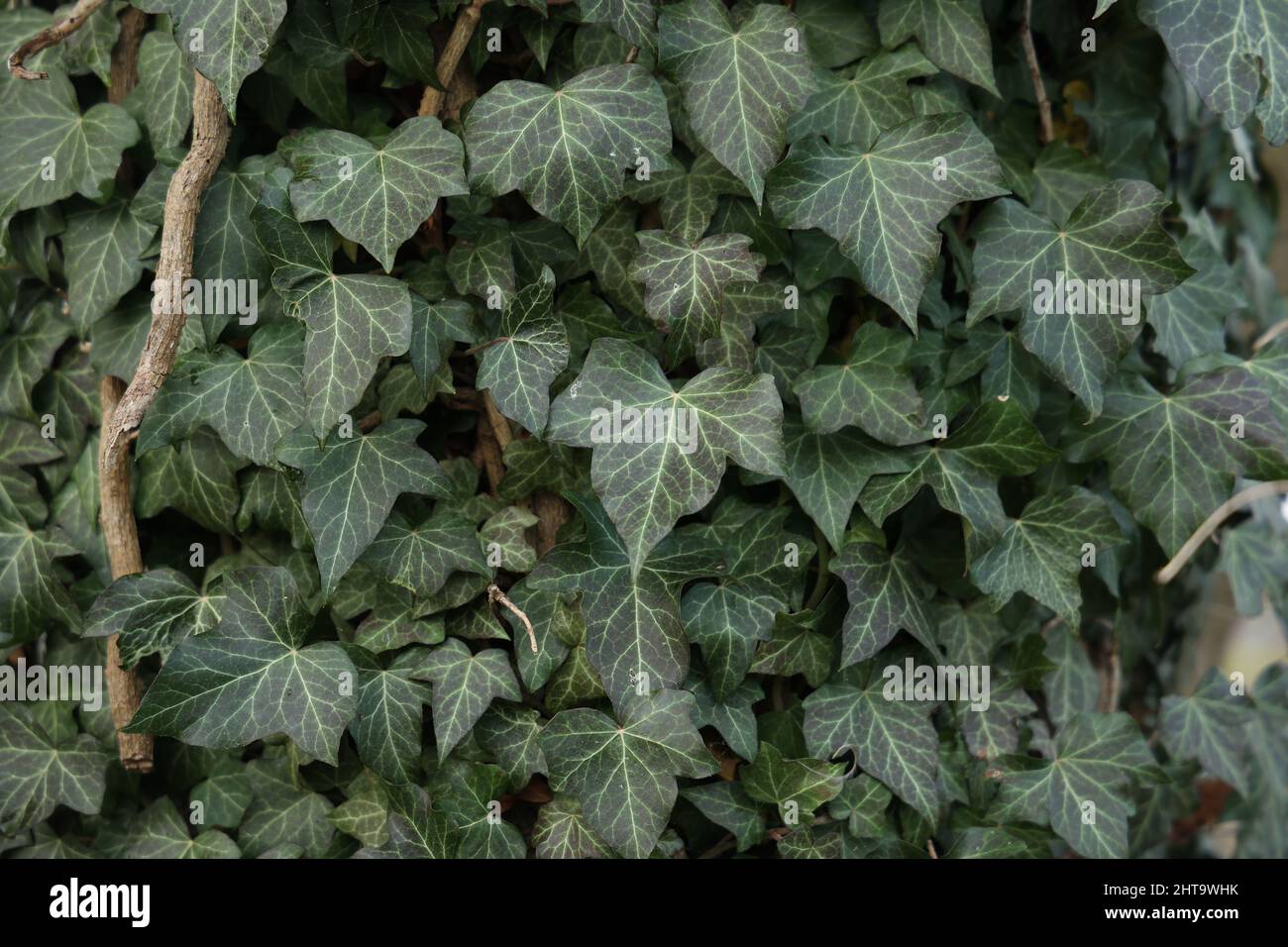 Closeup of a Hedera helix Stock Photo - Alamy