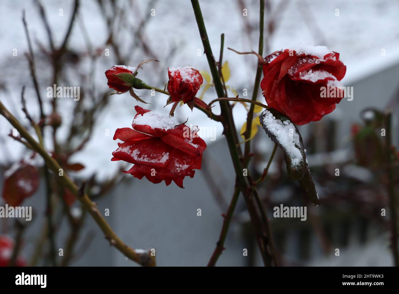 Red roses in the snow hi-res stock photography and images - Alamy