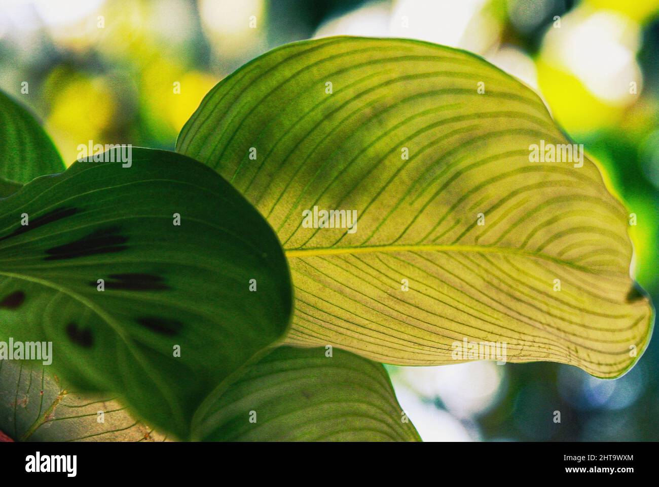 A beautiful leaves with the veins of greenery Stock Photo - Alamy