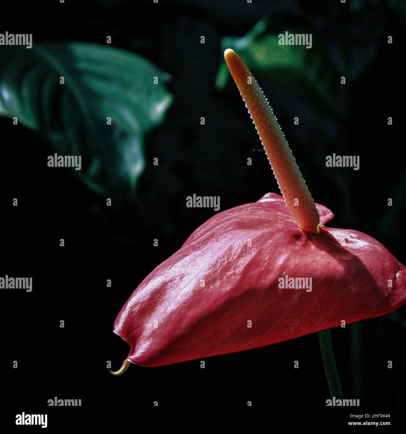 The Anthurium Andre leaves in a pink color Stock Photo - Alamy