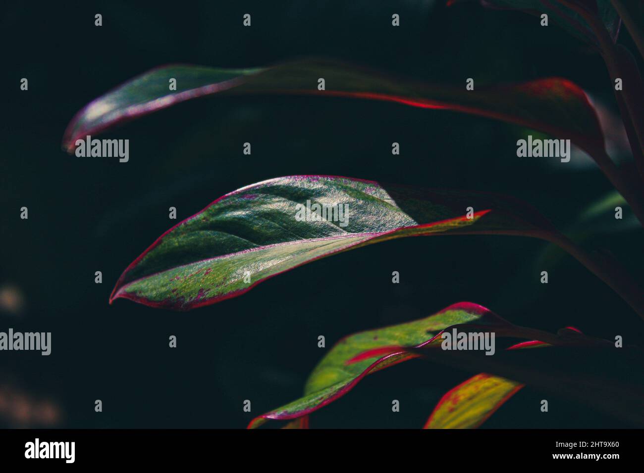 A beautiful leaves with the veins of greenery Stock Photo - Alamy