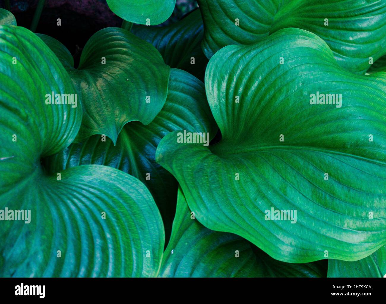 A beautiful leaves with the veins of greenery Stock Photo - Alamy