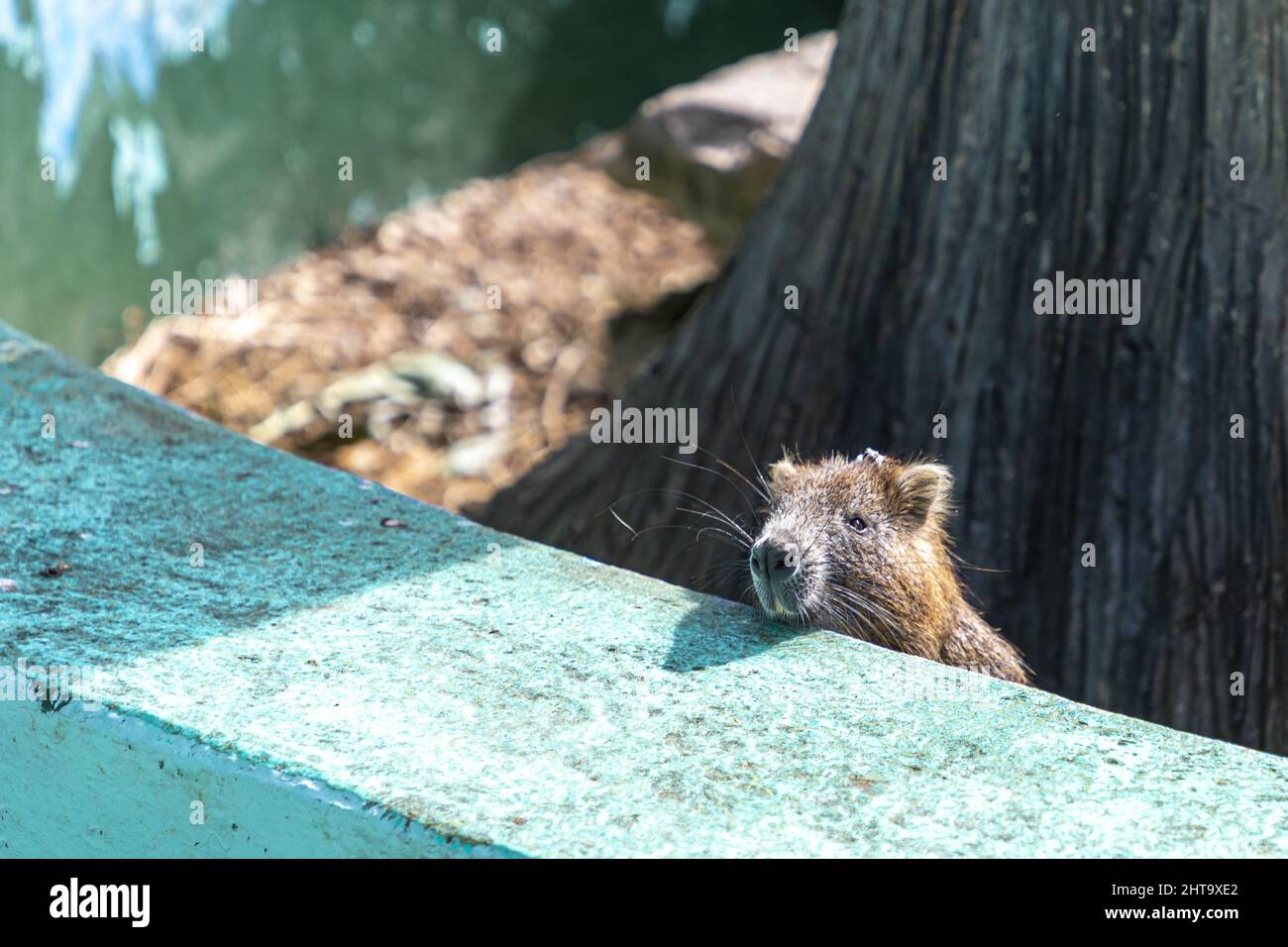 Closeup shot of a Nutria with its head on a concrete surface in Guama ...