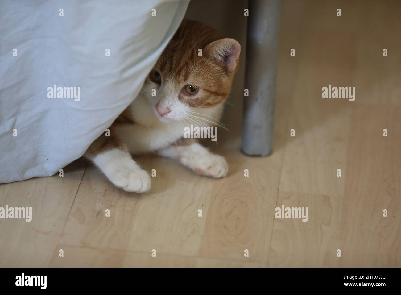 High quality cat hi-res stock photography and images - Alamy