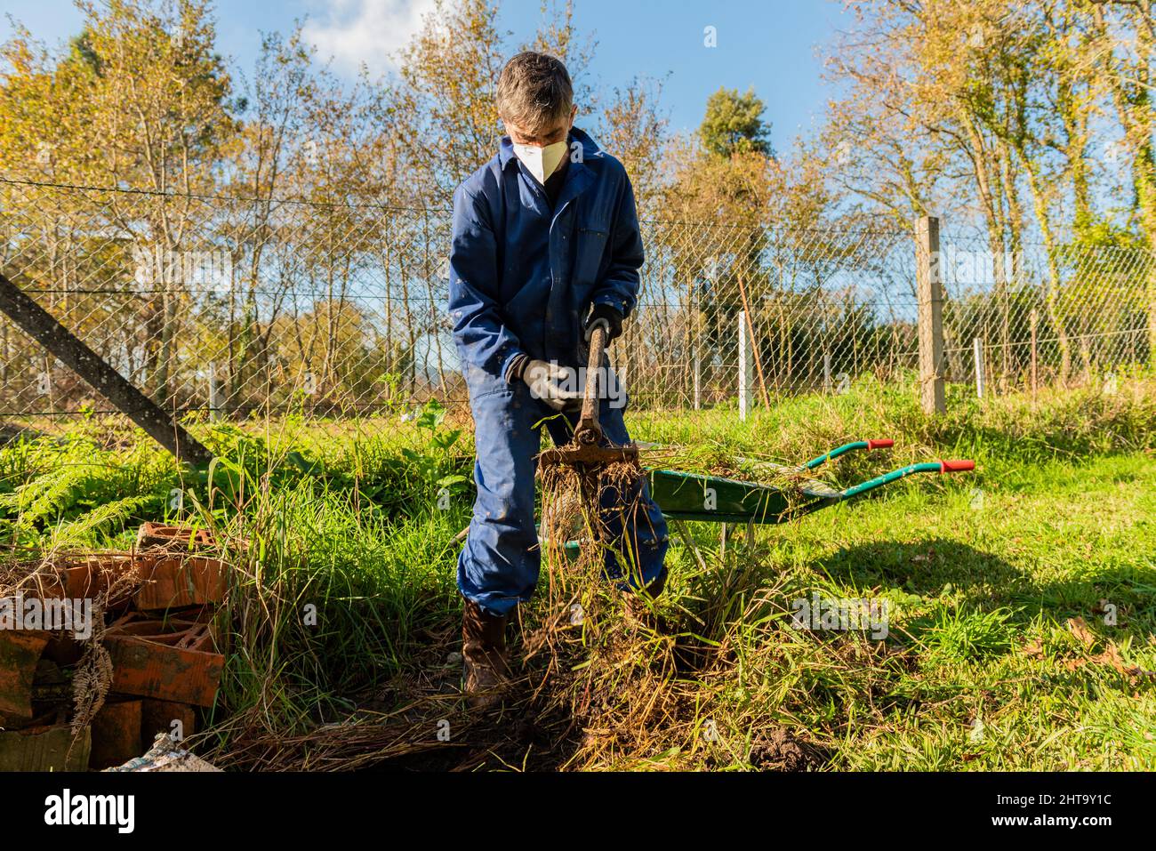 gardener work for plant a magnolia tree Stock Photo - Alamy