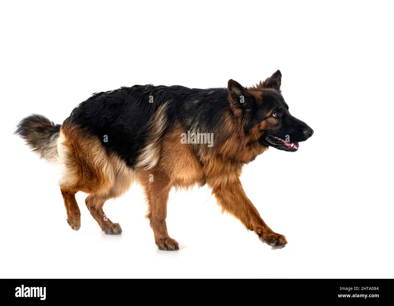 young german shepherd in front of white background Stock Photo - Alamy