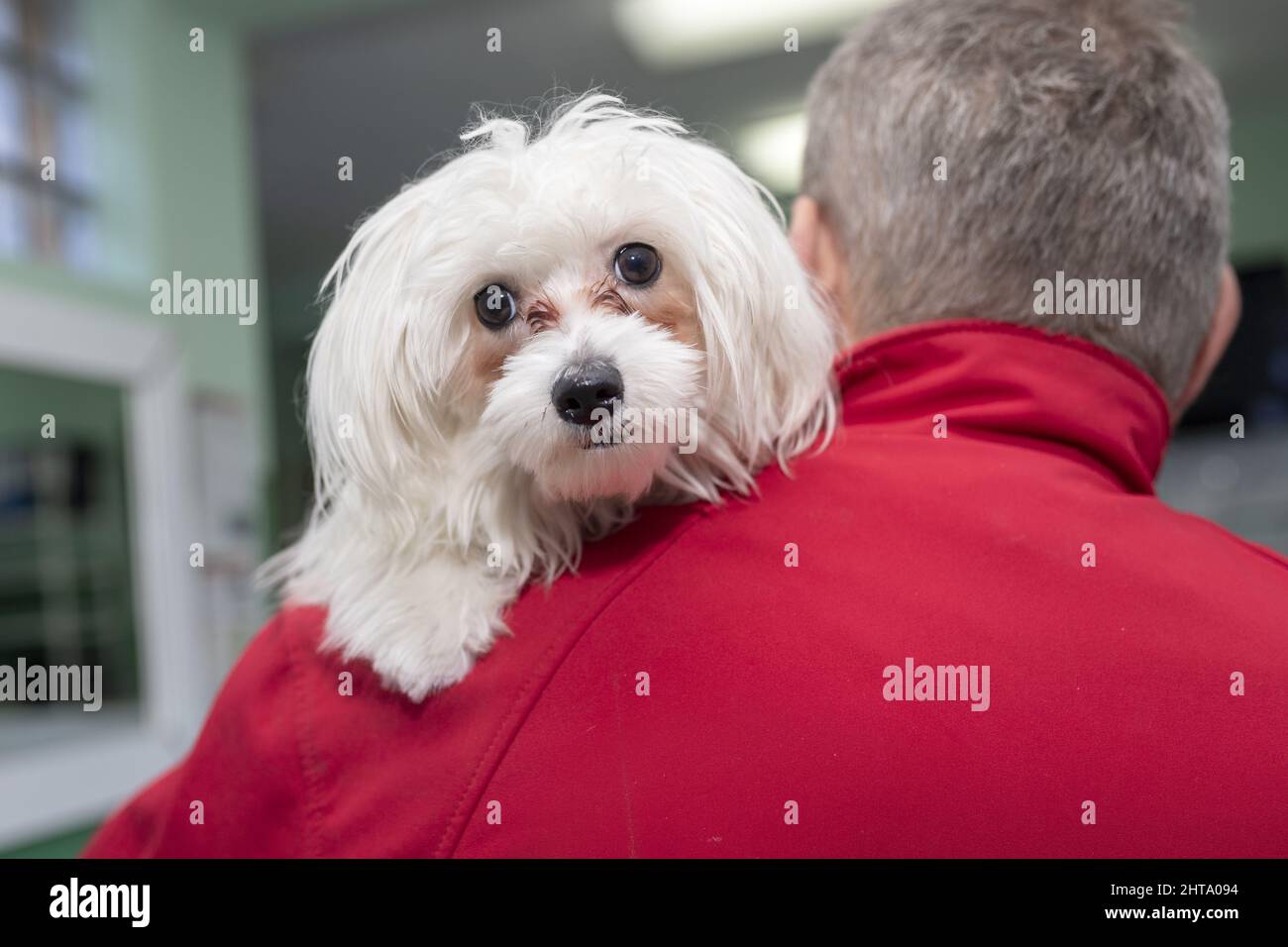 Cute Maltese dog looking over its owner's shoulder Stock Photo - Alamy