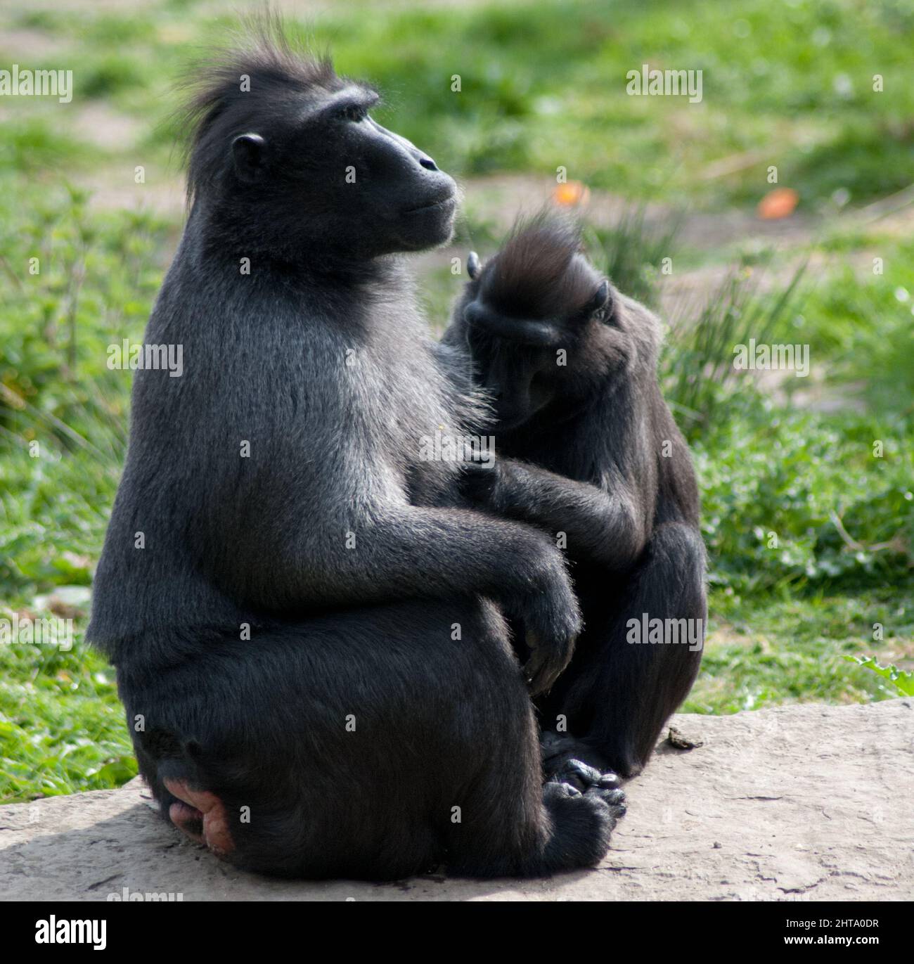 Black monkeys in a zoo Stock Photo - Alamy