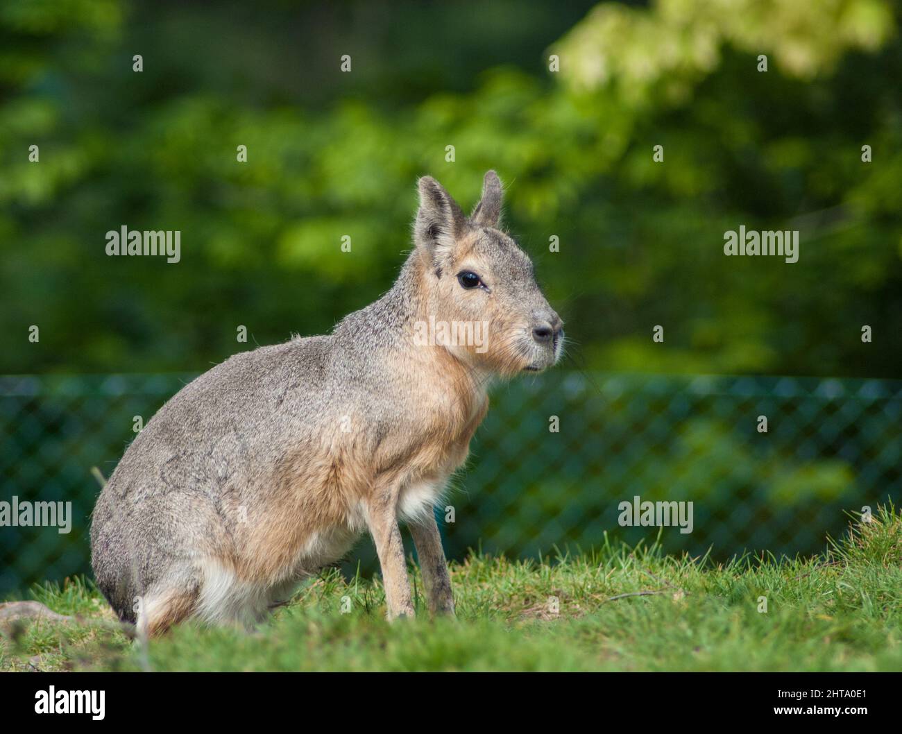 Patagonian mara face hi-res stock photography and images - Alamy