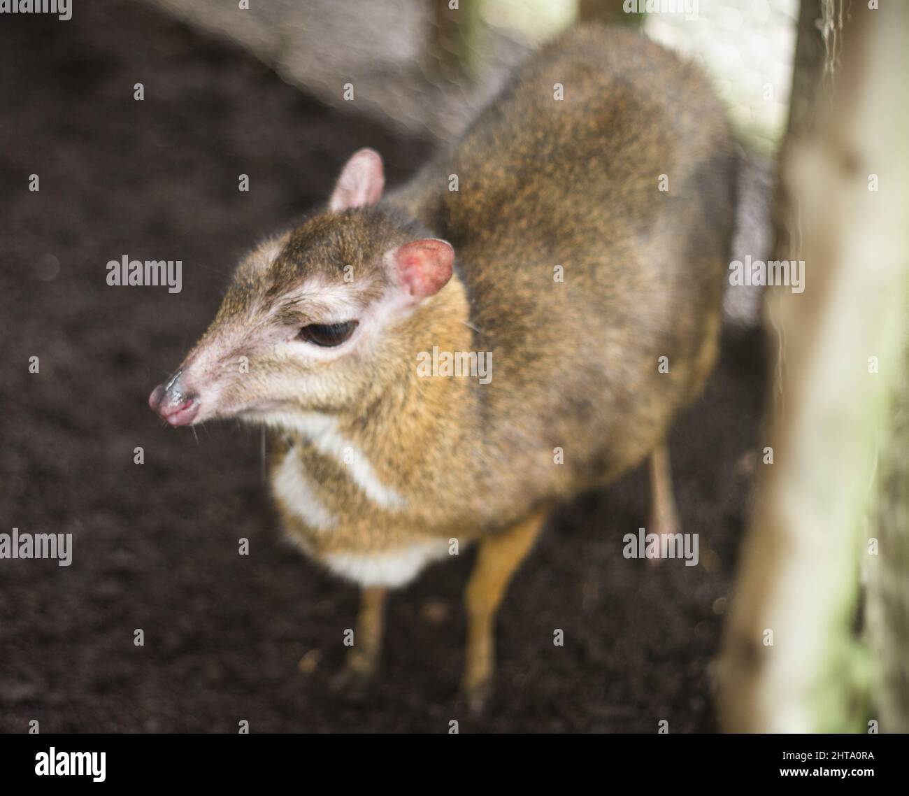Java mouse deer hi-res stock photography and images - Alamy