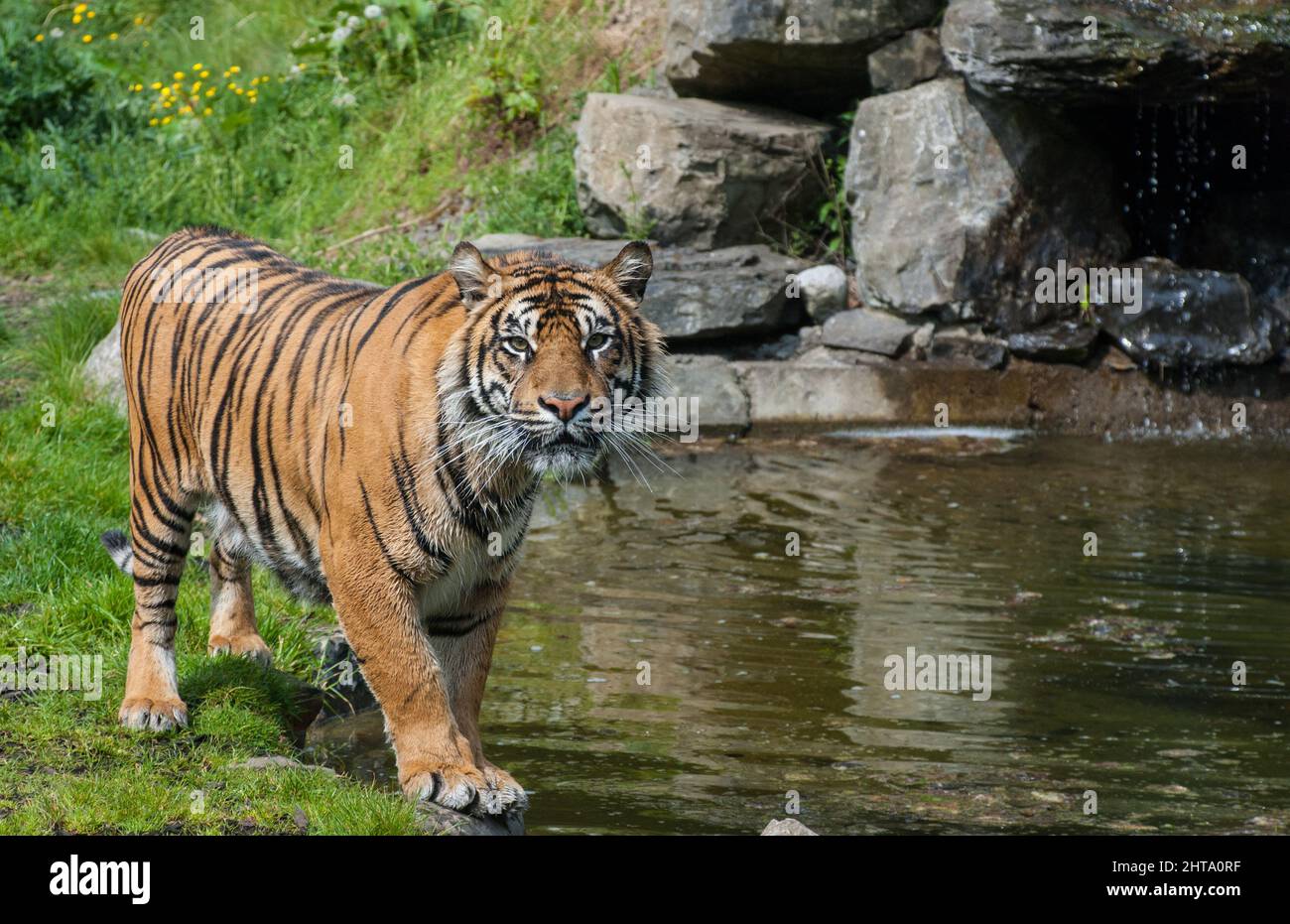 Angry tiger looking at the camera Stock Photo - Alamy