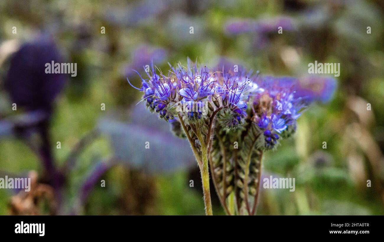Closeup of a plant called lacy phacelia Stock Photo - Alamy