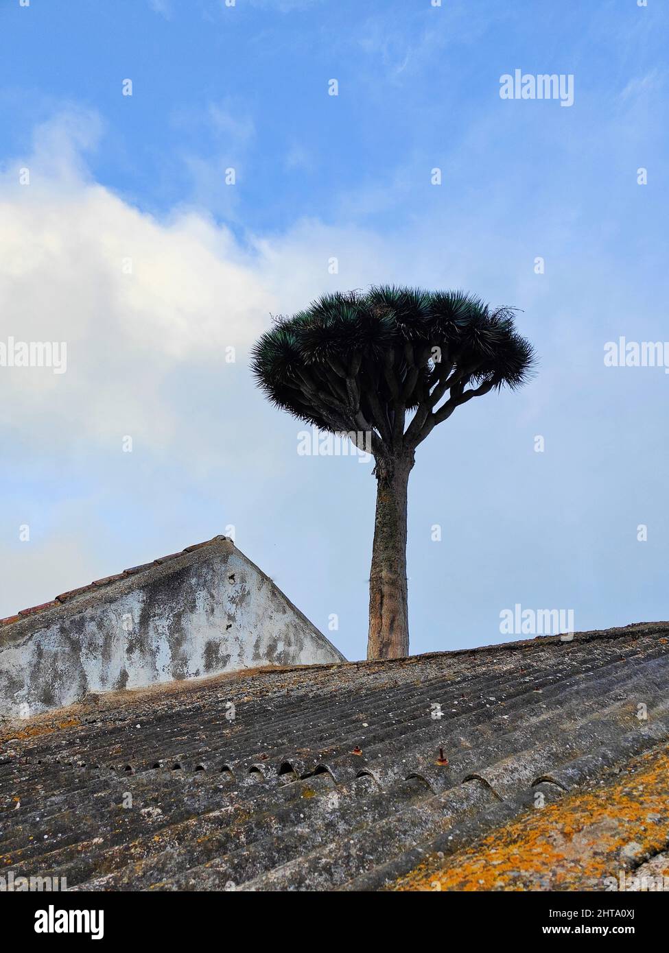 Tree growing on roof hi-res stock photography and images - Alamy