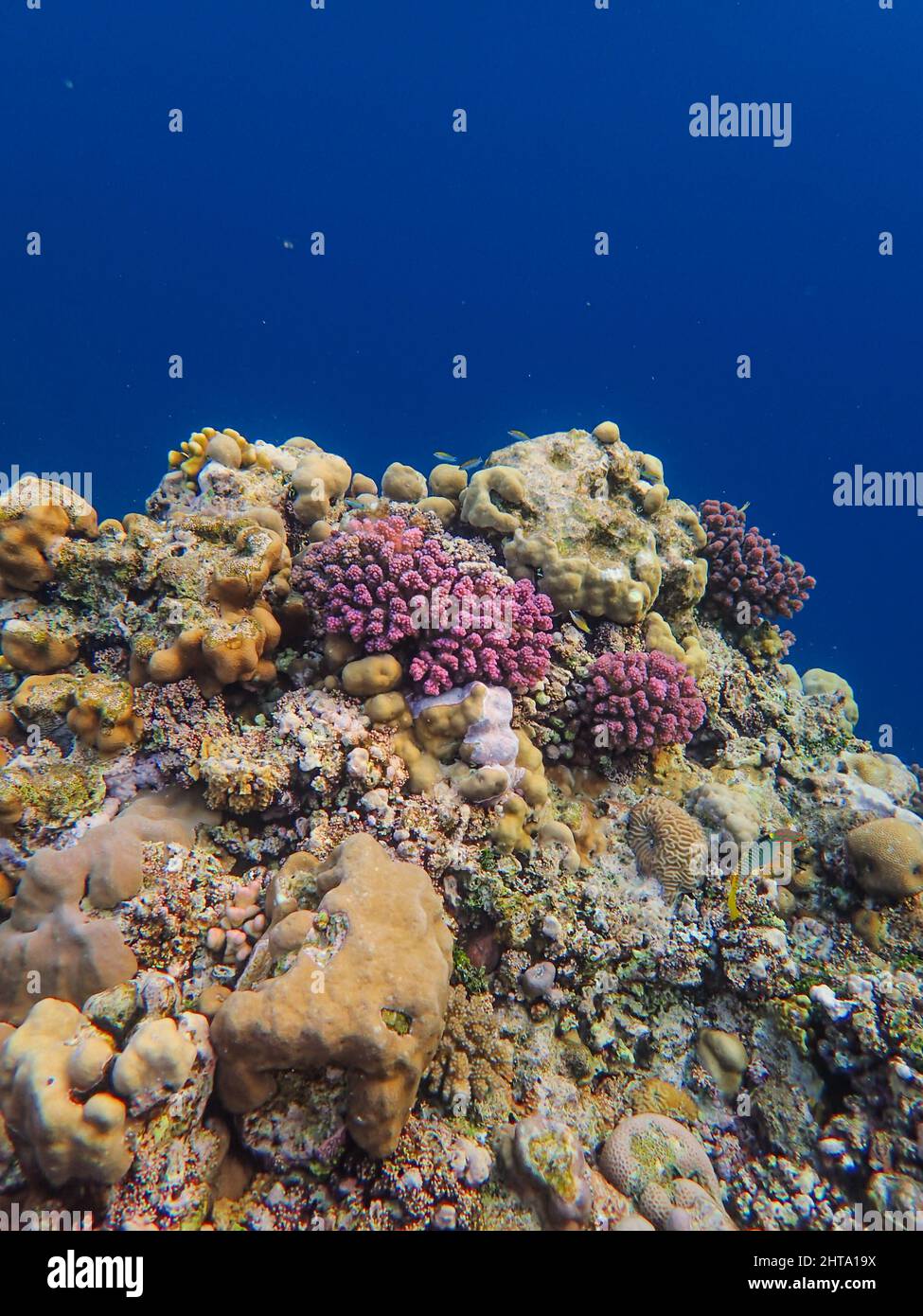 Underwater shot ocean hi-res stock photography and images - Alamy