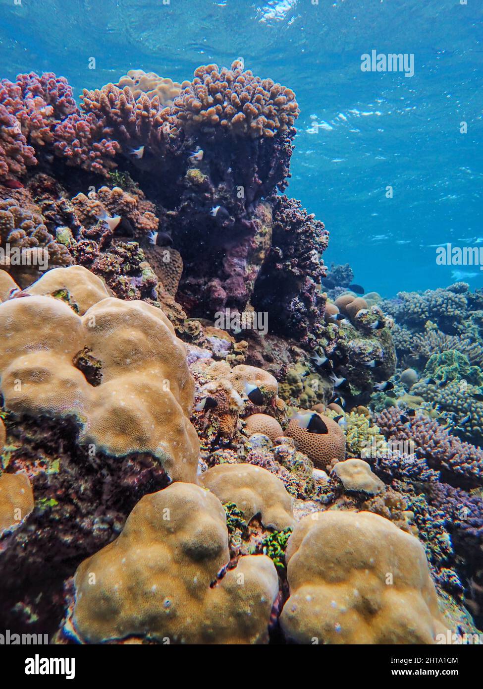Vertical shot of small fishes in the ocean underwater Stock Photo - Alamy