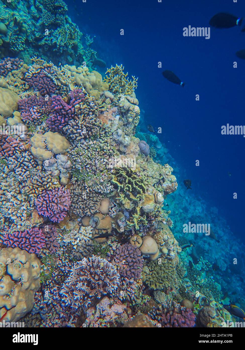 Underwater coral reefs and wildlife Stock Photo - Alamy