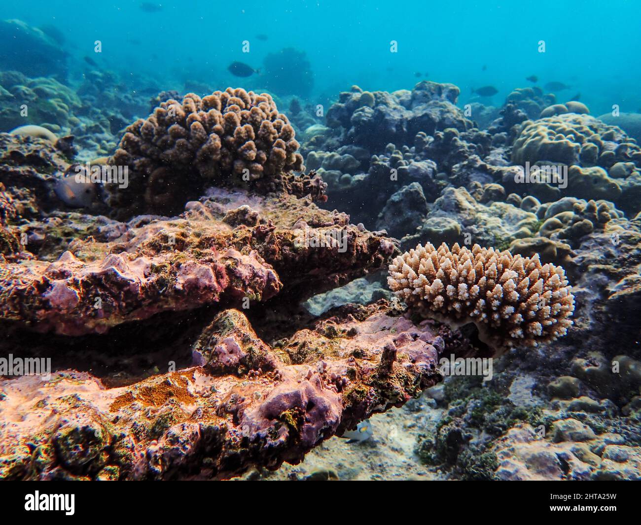 Closeup of the bottom of the ocean or sea with vegetation and fish in ...