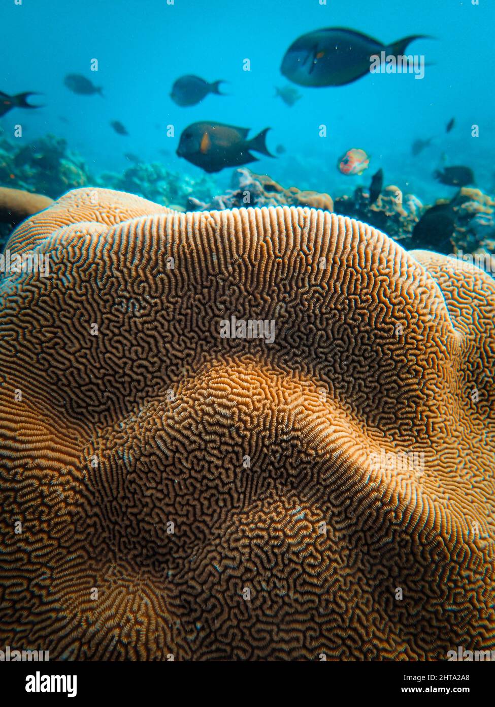 Vertical shot of the bottom of the sea or ocean with coral reefs on the ...