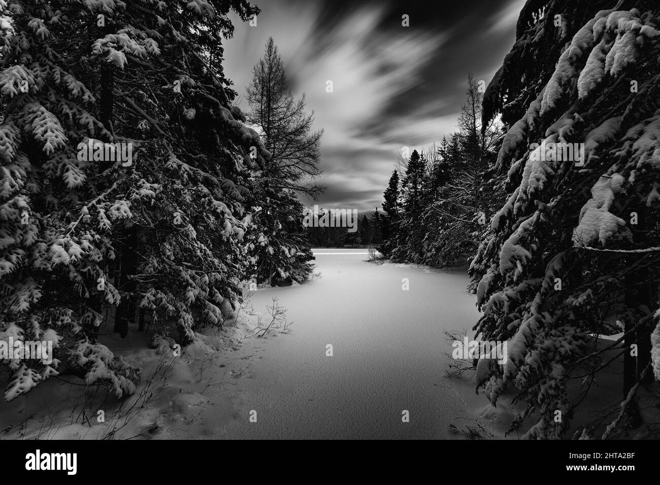 Grayscale of a snowy forest in winter Stock Photo - Alamy