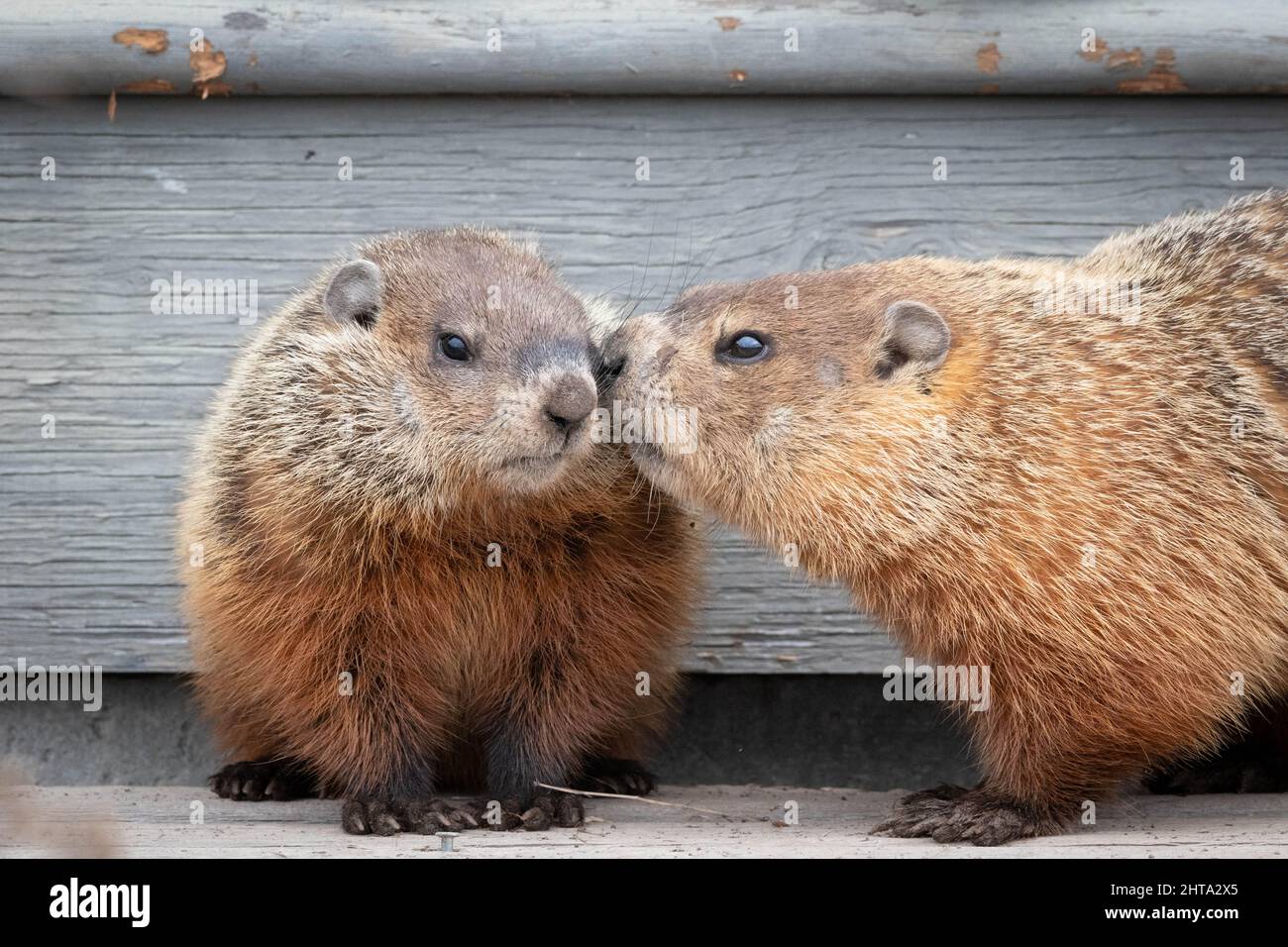 Close-up of two cute groundhogs kissing Stock Photo - Alamy