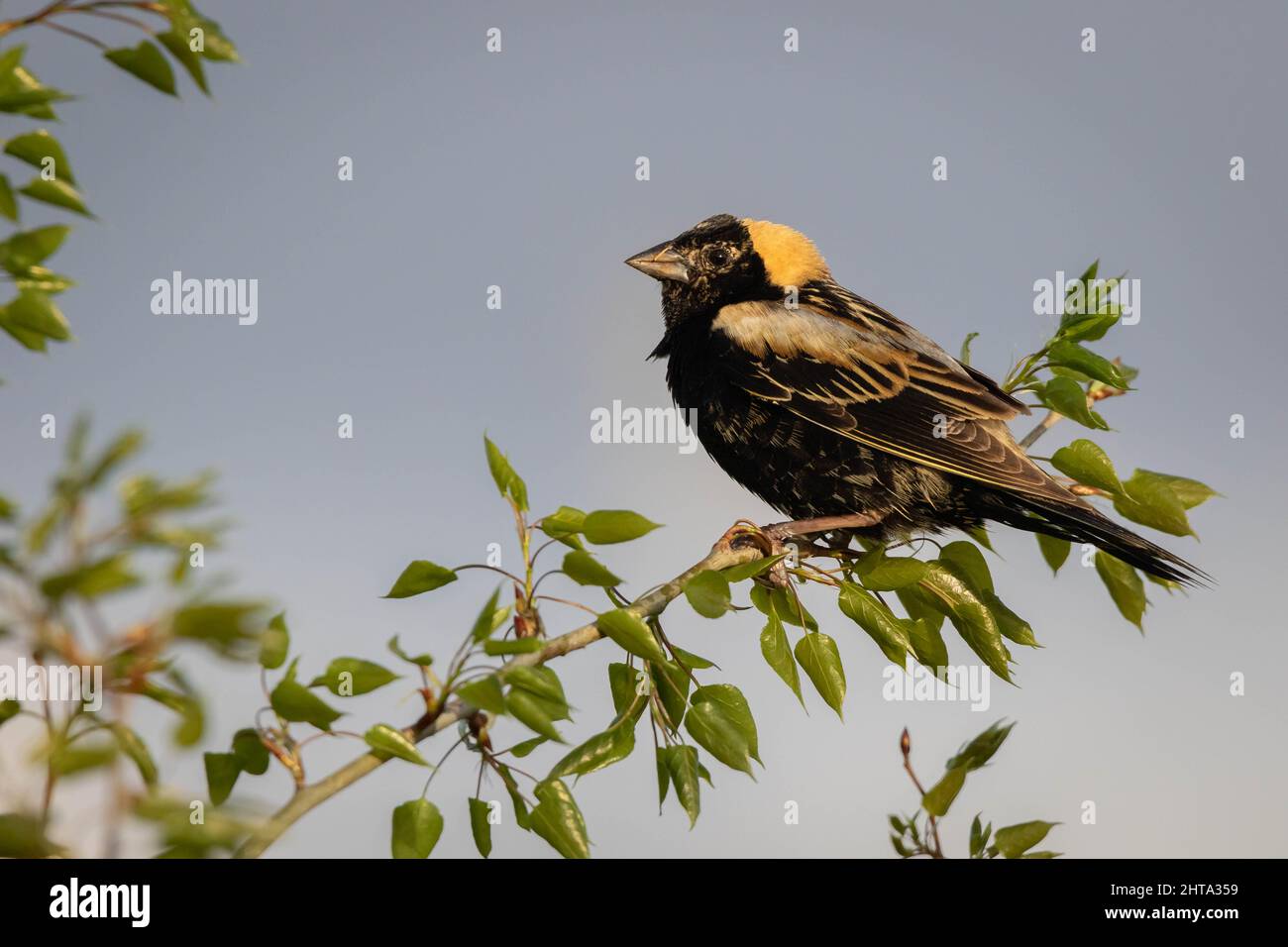 Bobolink bird hi-res stock photography and images - Alamy