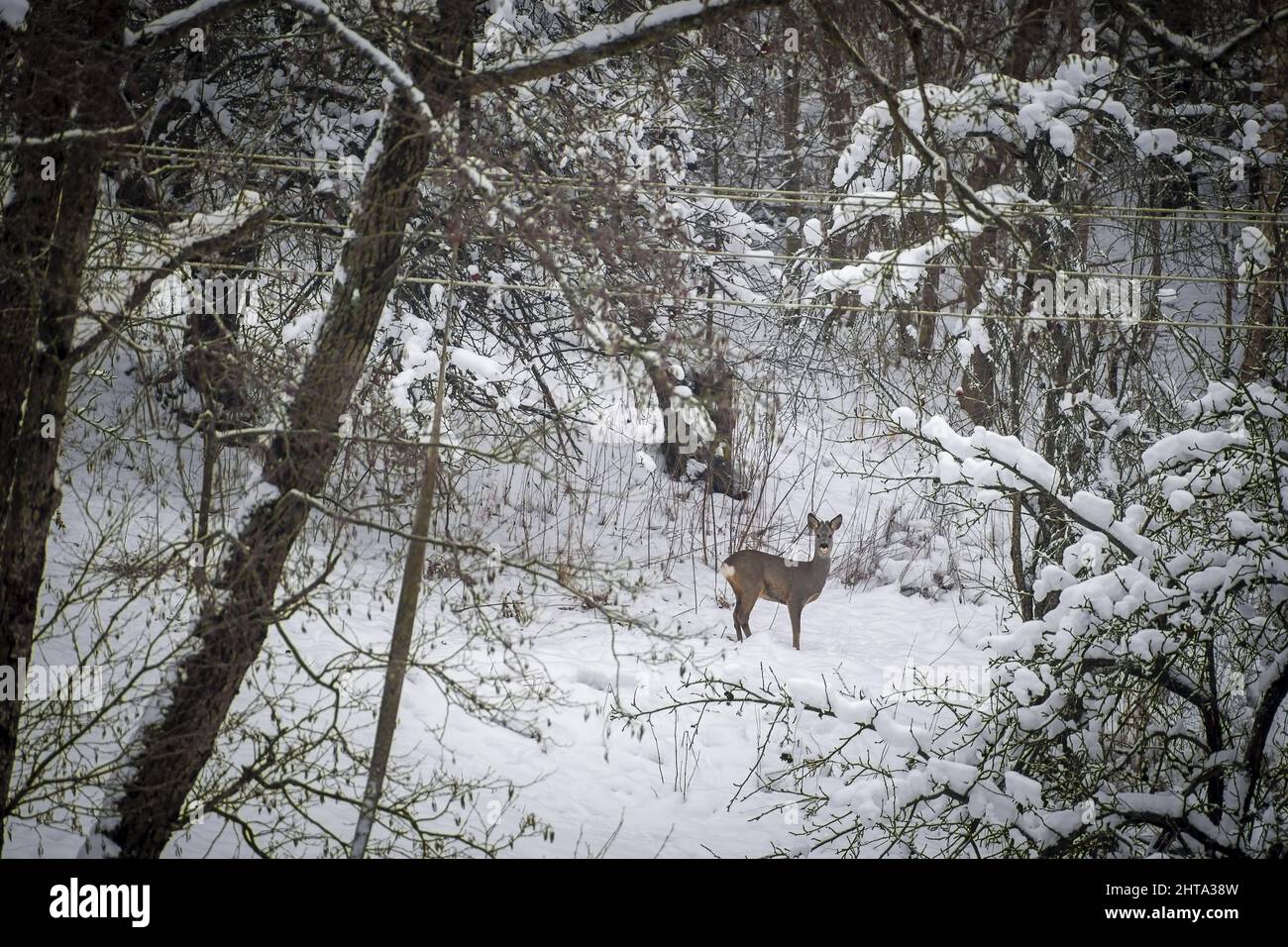 Closeup of a young roe female deer eating in the woods Stock Photo - Alamy