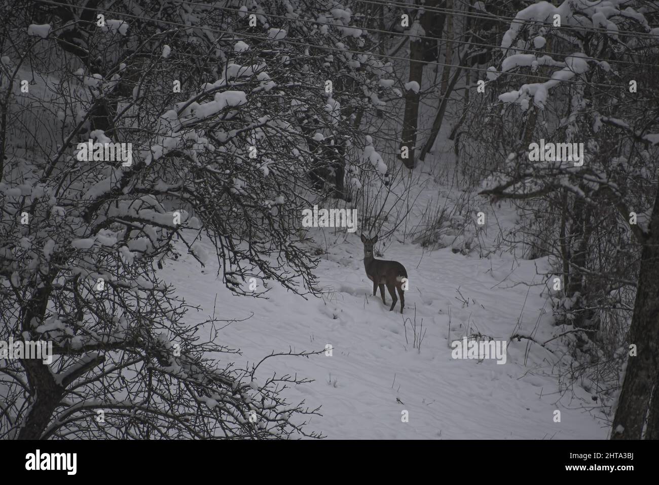 Female roe deer in woods hi-res stock photography and images - Alamy