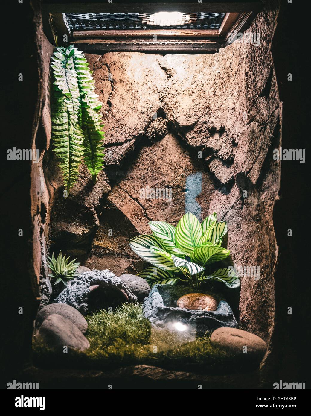 Packman frog hi-res stock photography and images - Alamy